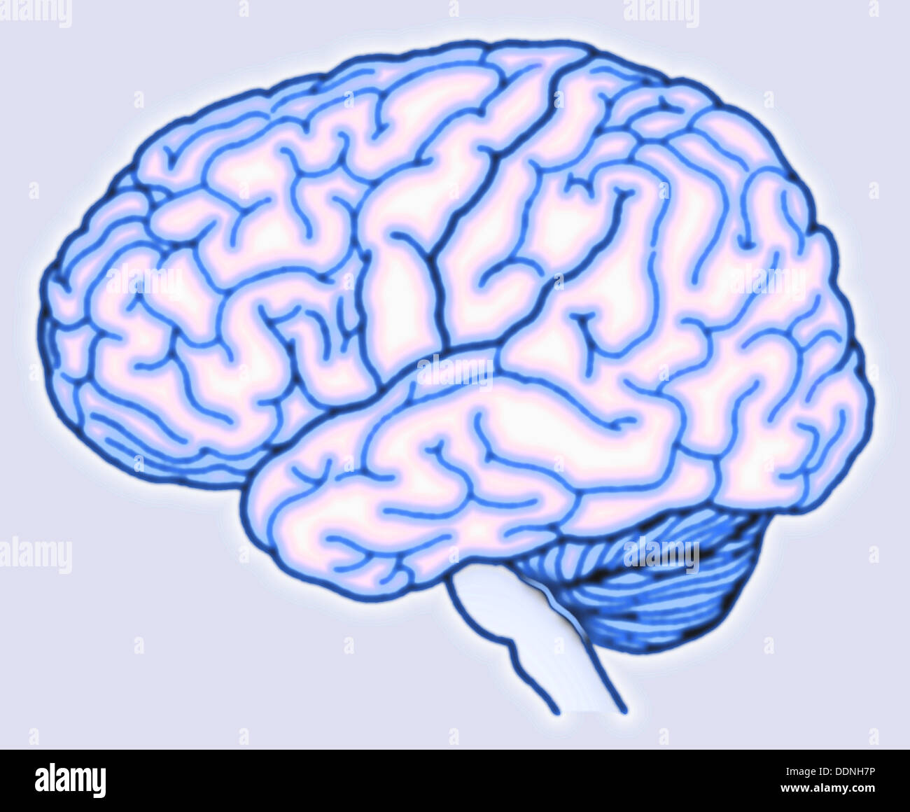 Medicine in human brain hi-res stock photography and images - Alamy