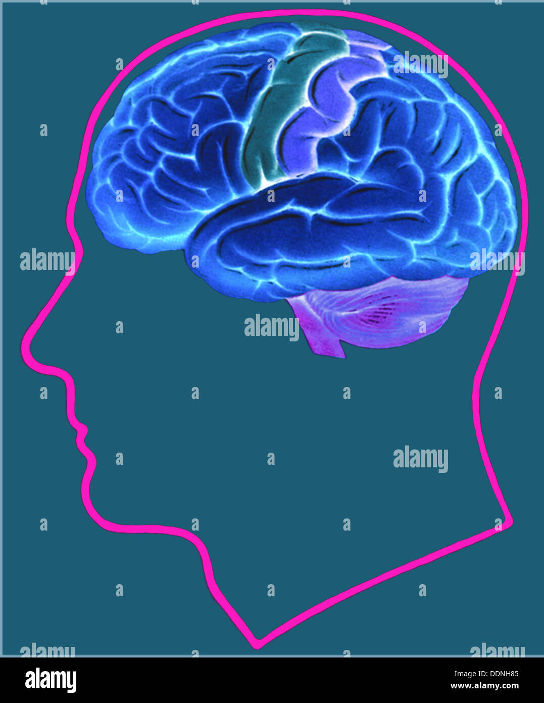 Human brain and contour of a head Stock Photo - Alamy