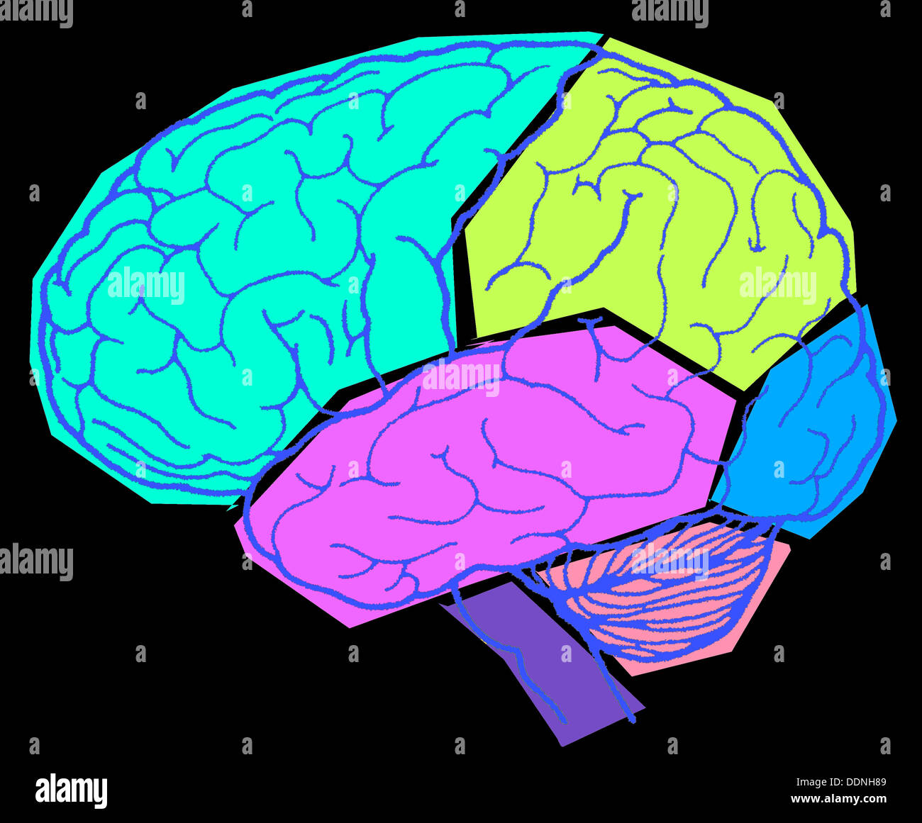 Parts of the human brain Stock Photo - Alamy