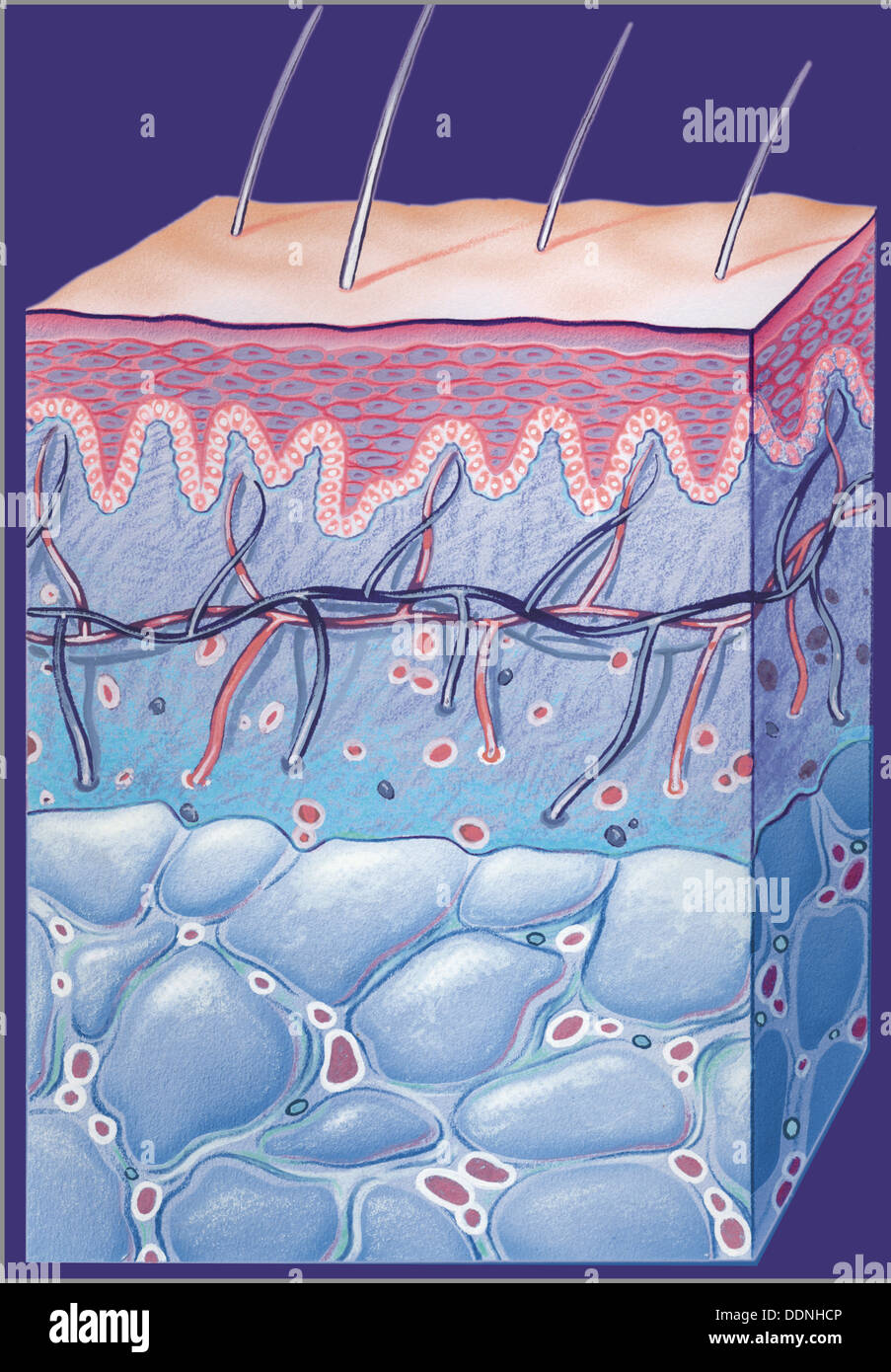 Human skin cross section hi-res stock photography and images - Alamy
