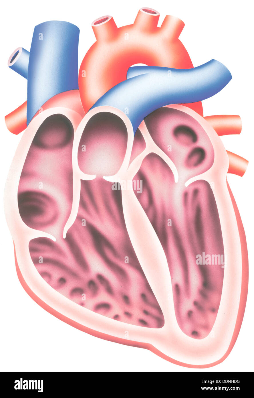 Human heart cross section hi-res stock photography and images - Alamy