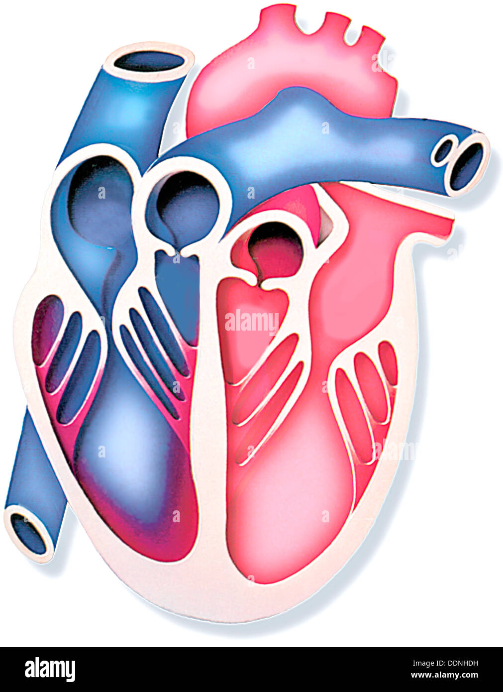 Cross section human heart hi-res stock photography and images - Alamy