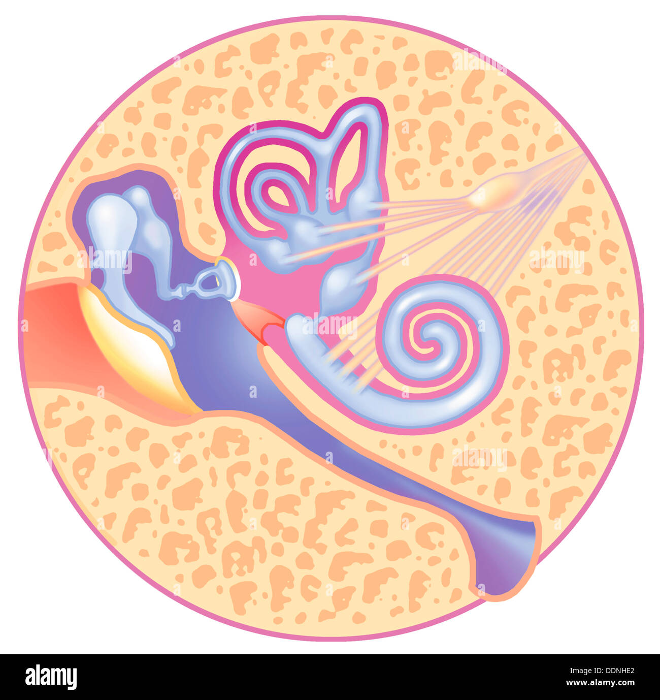 Human shapes of colors hi-res stock photography and images - Alamy