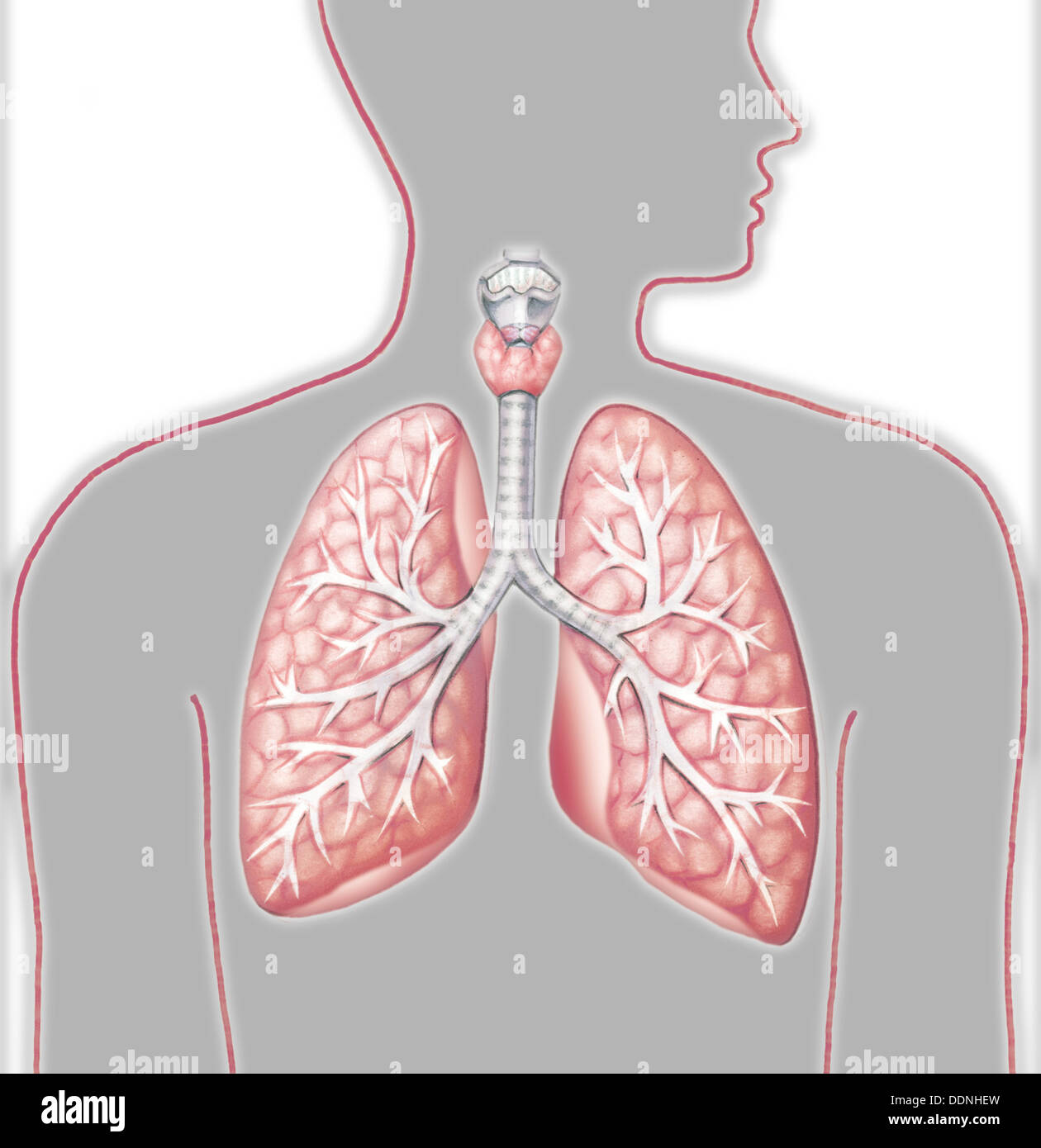 Contour lungs organ hi-res stock photography and images - Alamy