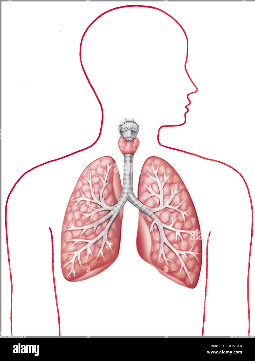 Contour lungs organ hi-res stock photography and images - Alamy