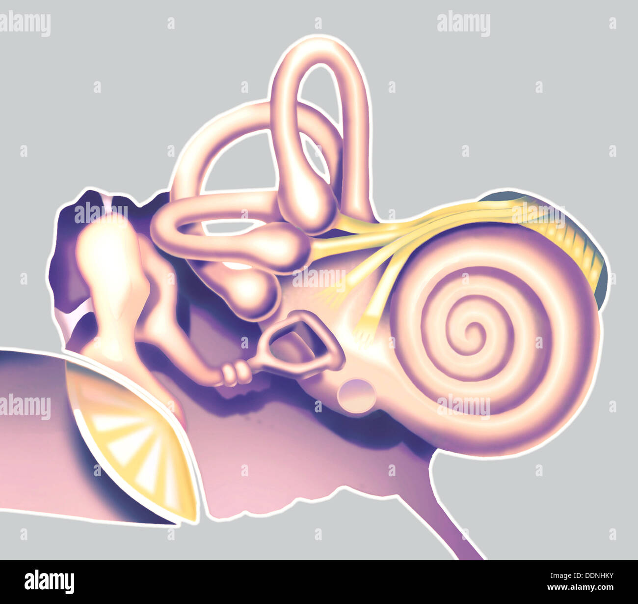 Inside Human Ear Illustration High Resolution Stock Photography and ...