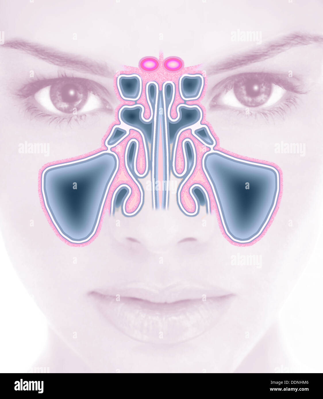 Meatus hi-res stock photography and images - Alamy