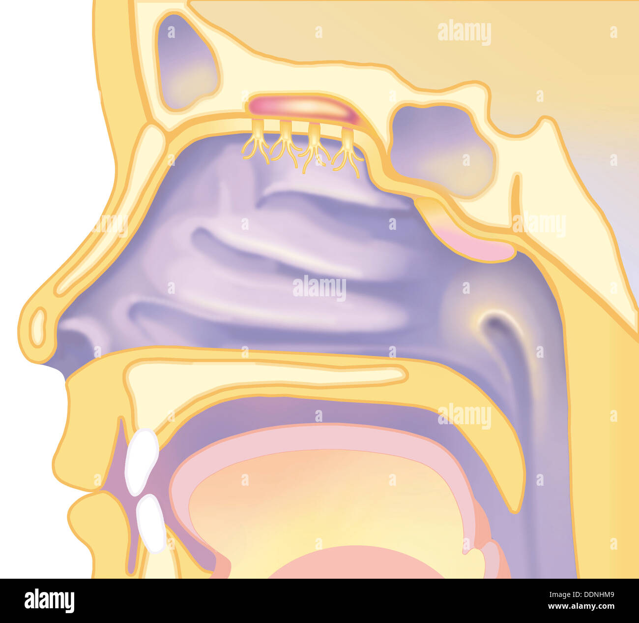 Meatus hi-res stock photography and images - Alamy