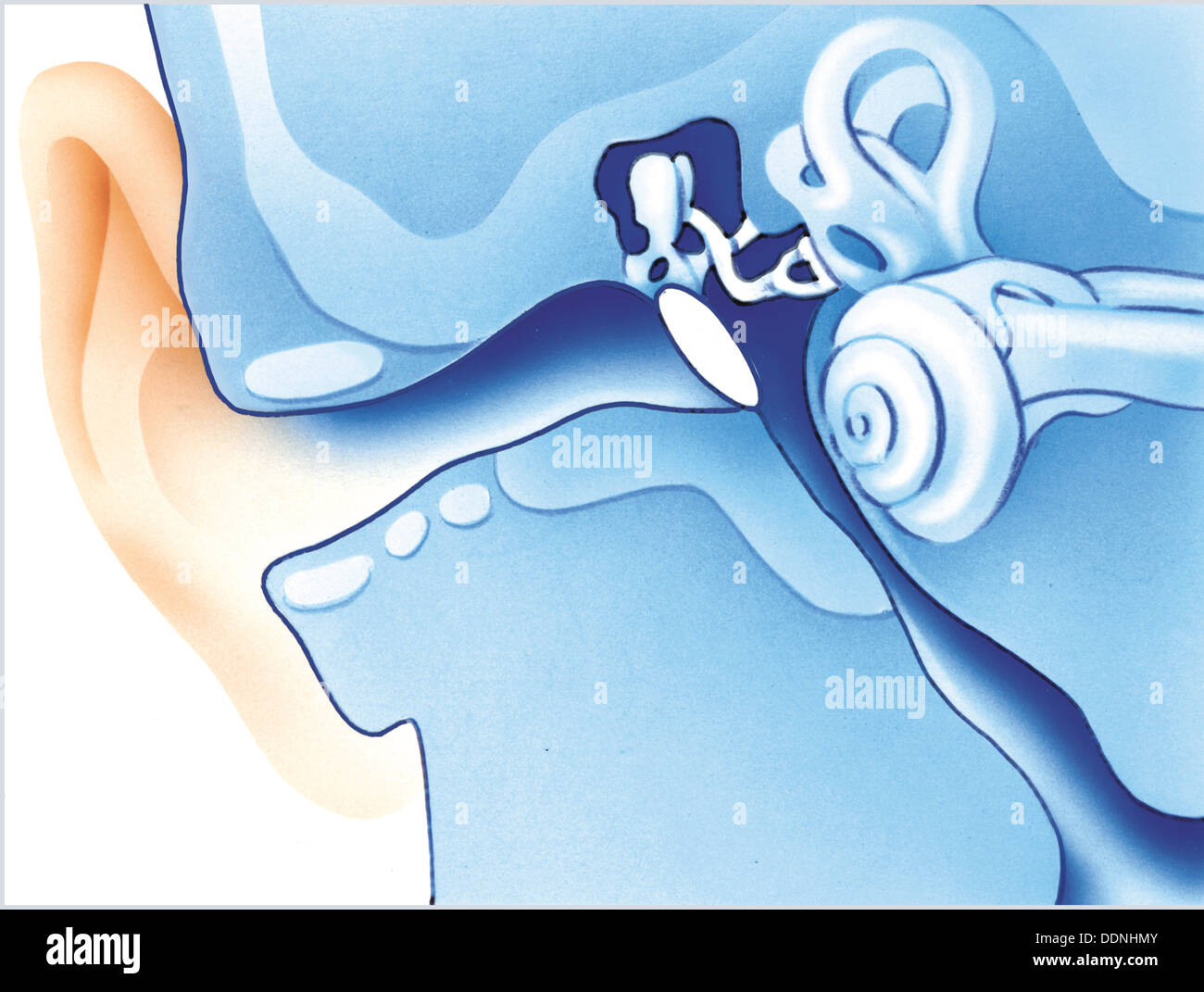 Inside human ear illustration hi-res stock photography and images - Alamy