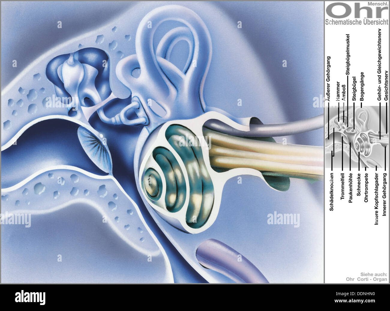 Human ear with German inscription Stock Photo - Alamy