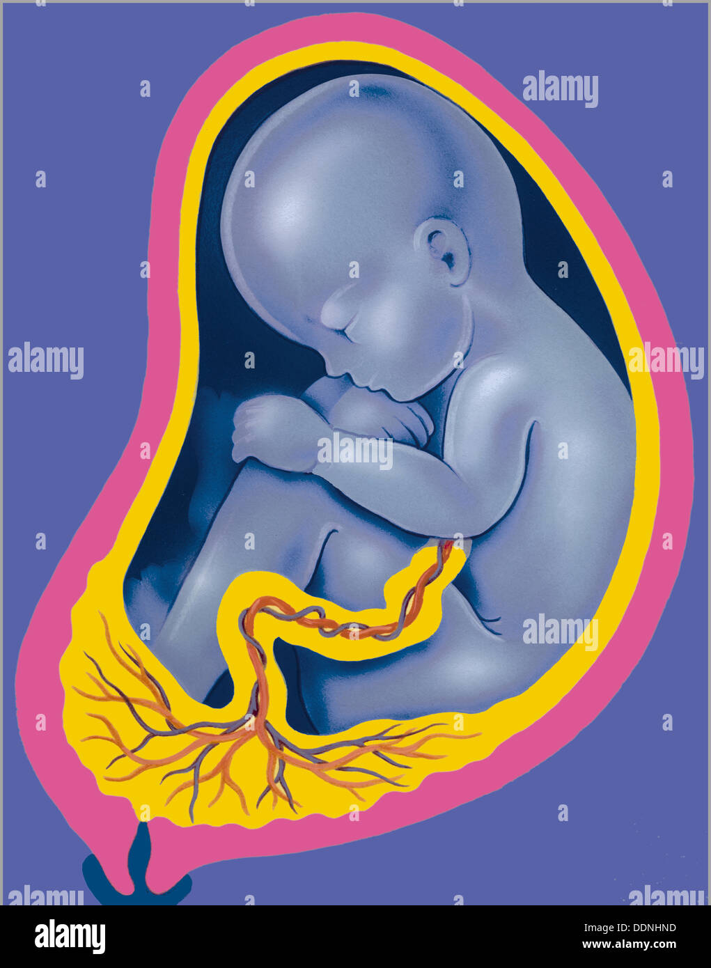 Umbilical vein hi-res stock photography and images - Alamy