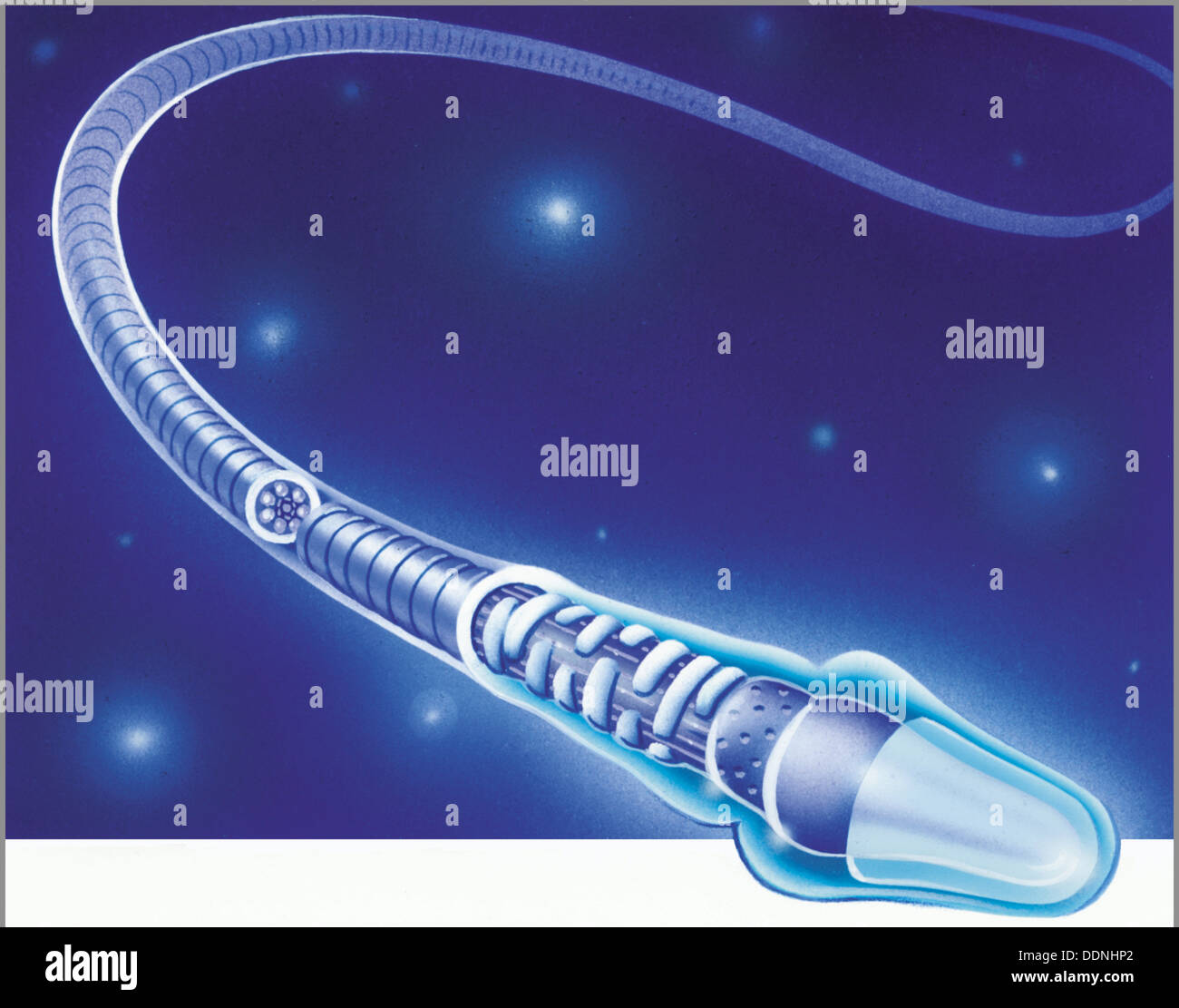 Sperm cell illustration hi-res stock photography and images - Alamy