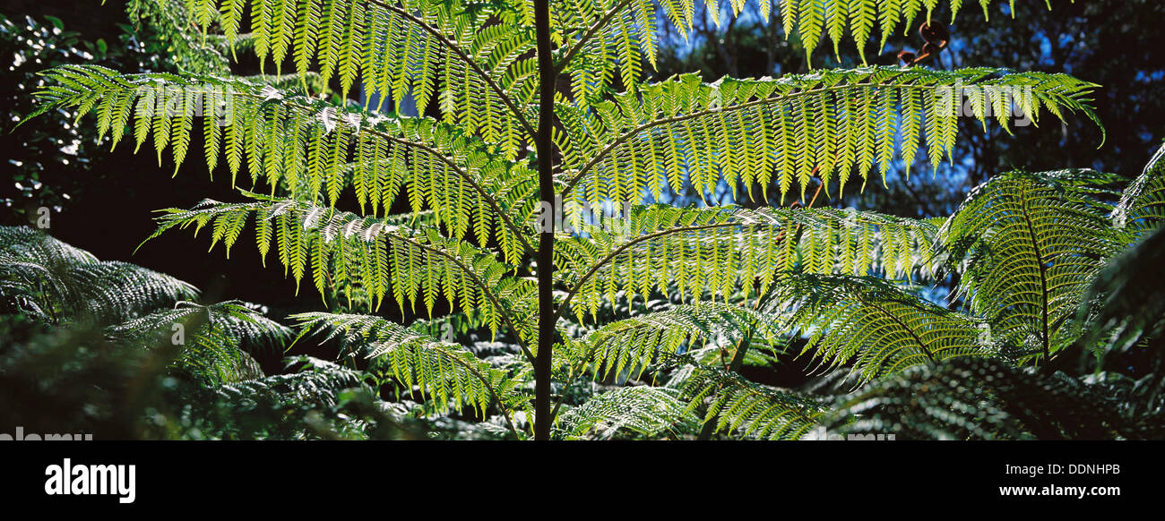 The tree fern hi-res stock photography and images - Alamy