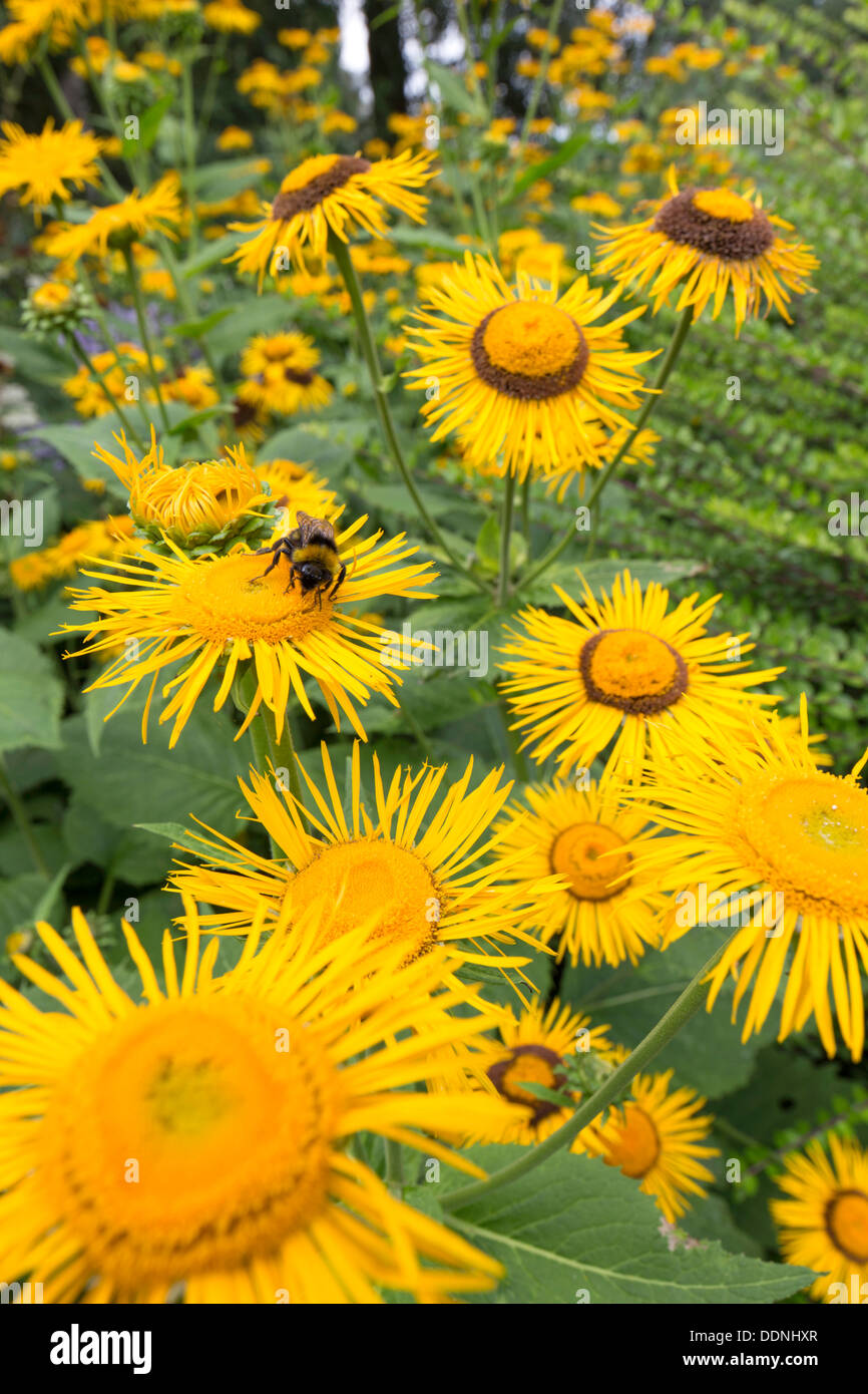 Inula magnifica hi-res stock photography and images - Alamy