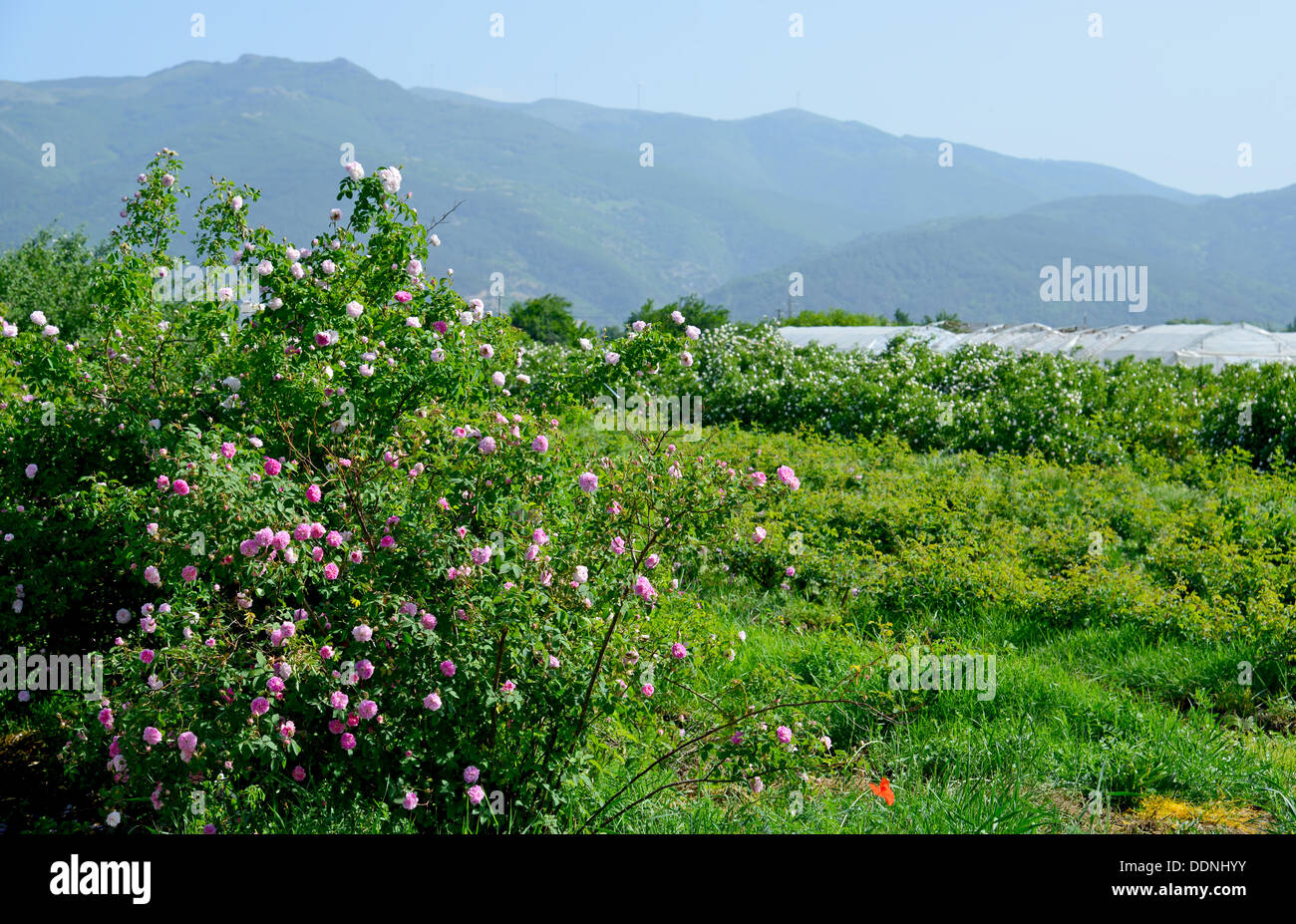 Rose valley bulgaria hi-res stock photography and images - Alamy