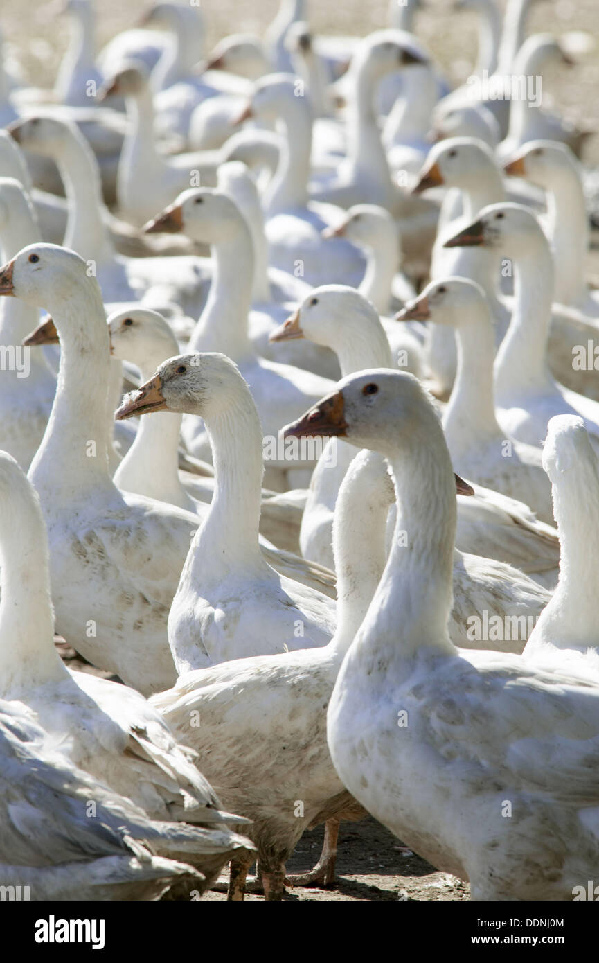 Scania Goose High Resolution Stock Photography and Images - Alamy