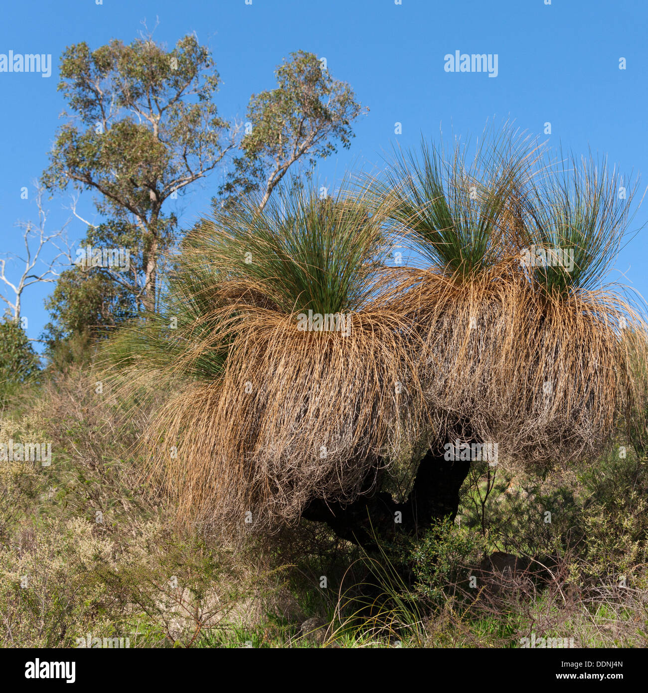 Grass Trees Xanthorrhoea Preissii High Resolution Stock Photography and ...