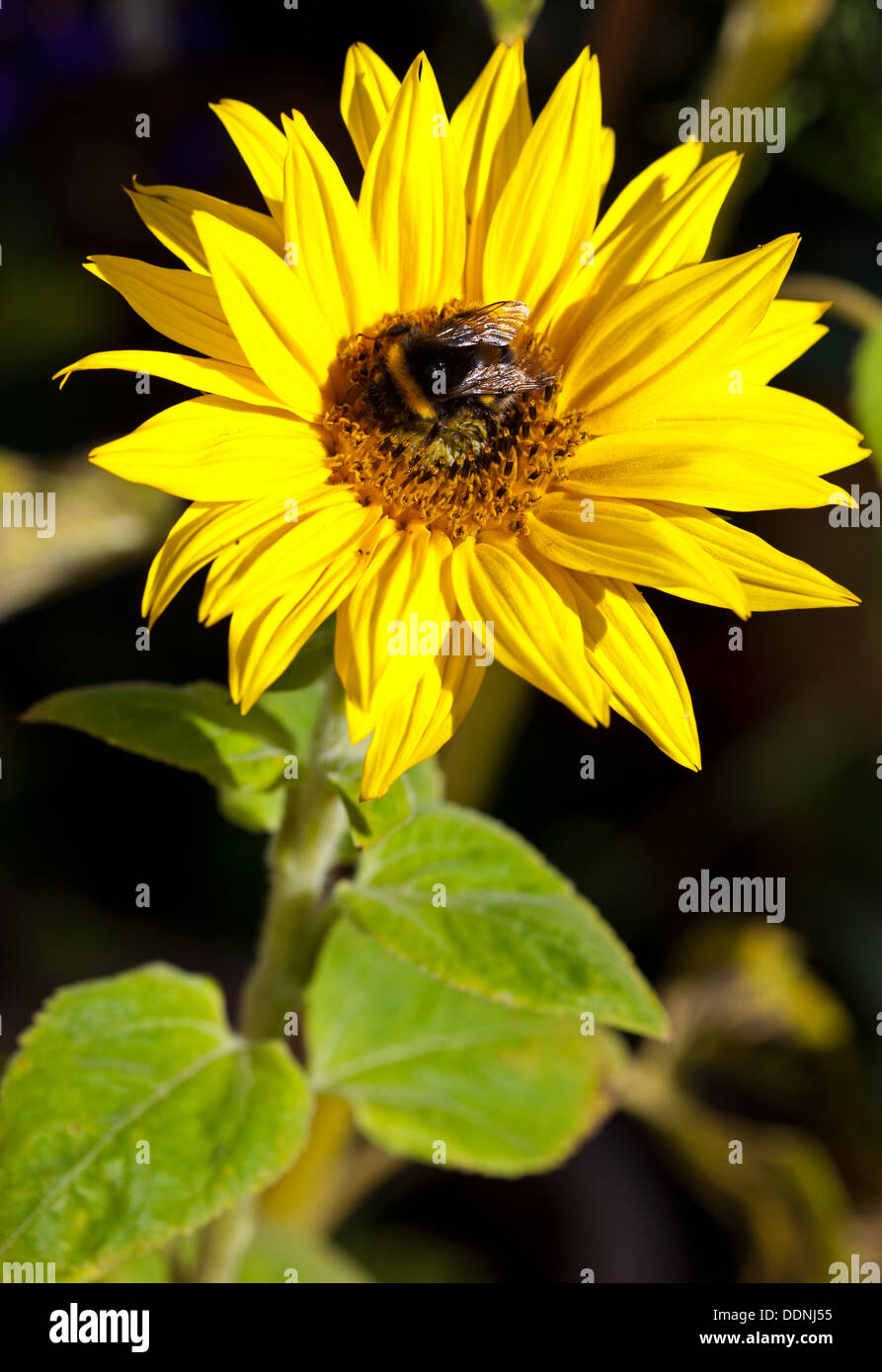 Bee on yellow sunflower in sunshine Stock Photo - Alamy