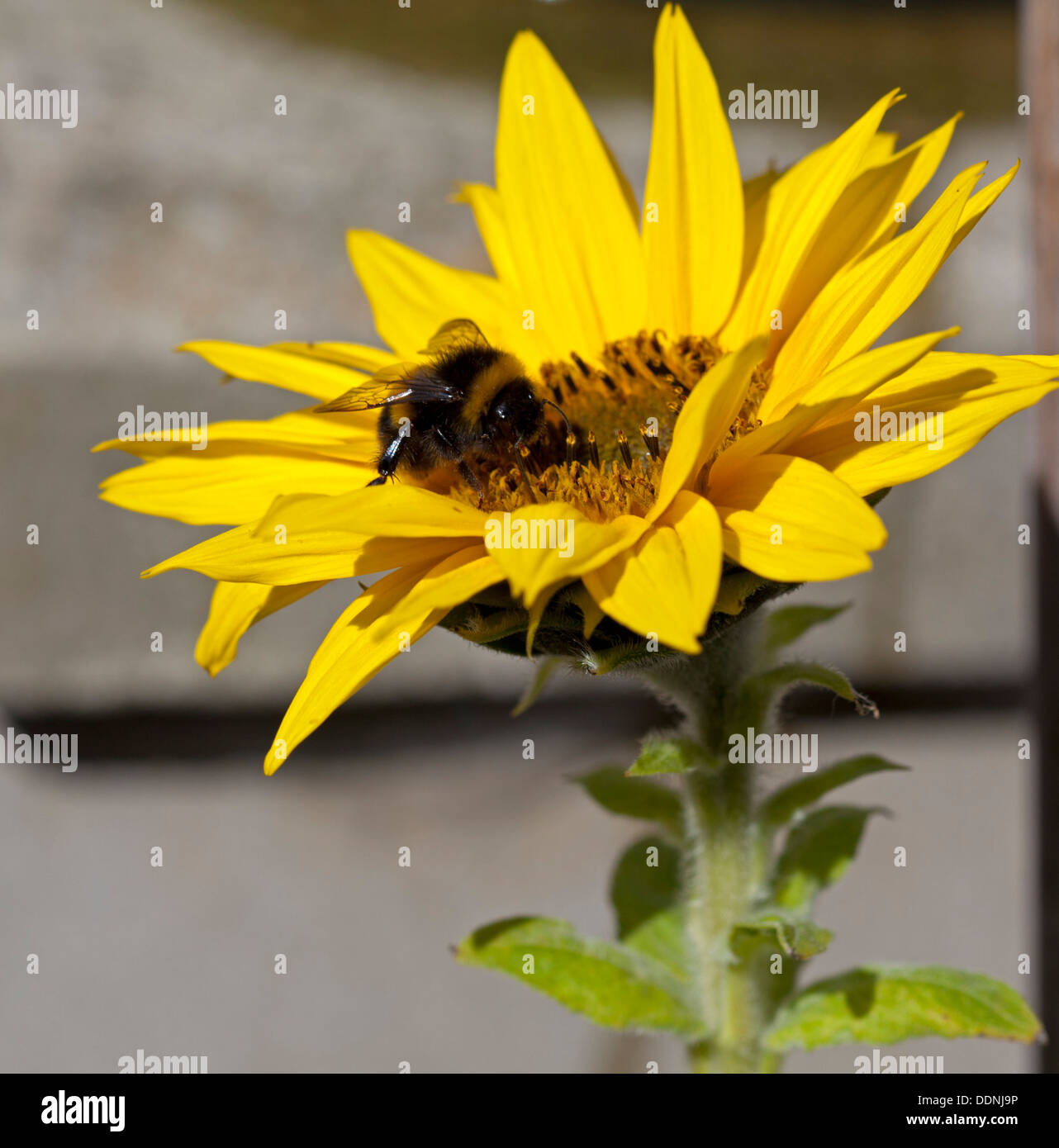 Sunflower In The Sunshine High Resolution Stock Photography and Images ...