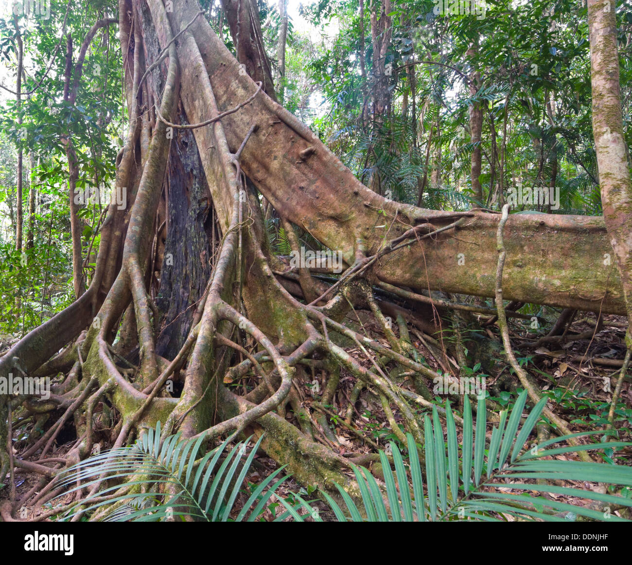 Buttress Roots Rainforest Tree Daintree High Resolution Stock ...