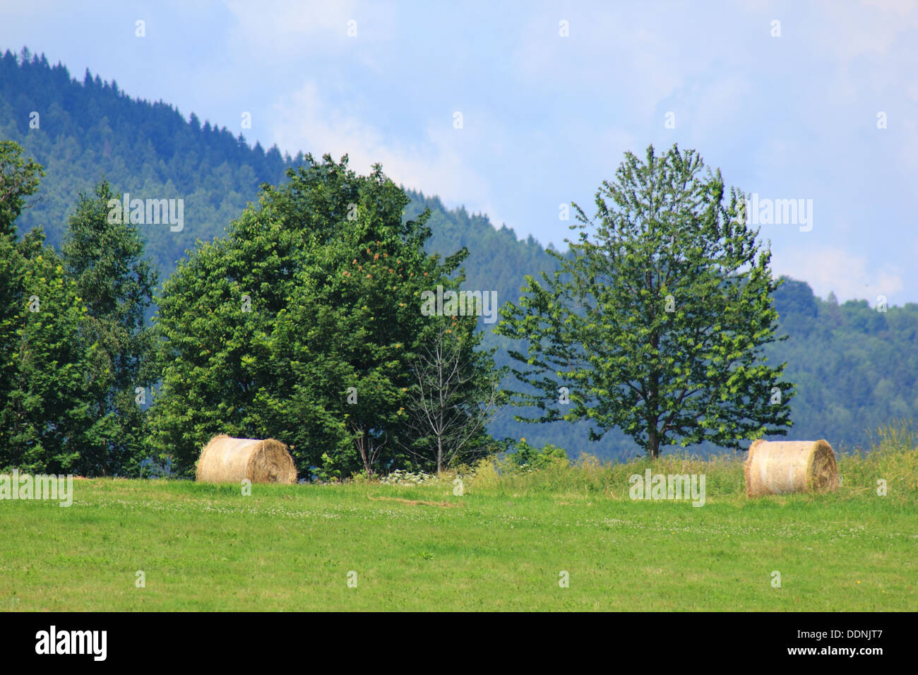Hay tree hi-res stock photography and images - Alamy