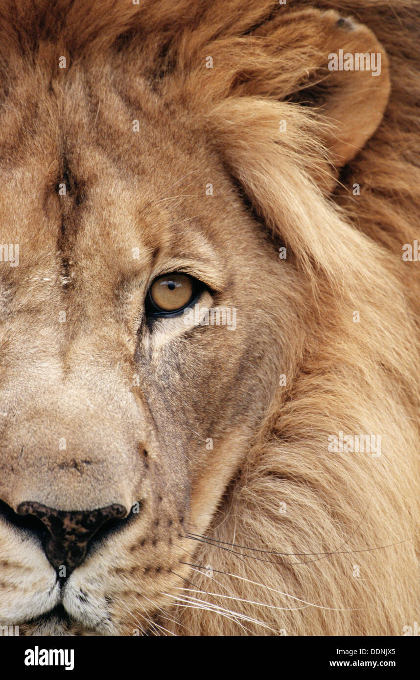 Lion menace hi-res stock photography and images - Alamy