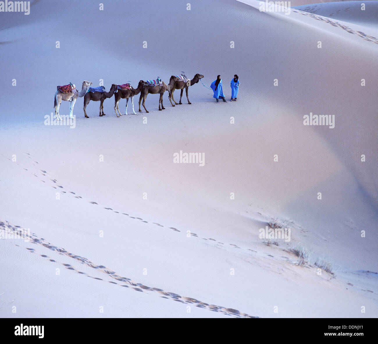Camel train hi-res stock photography and images - Alamy