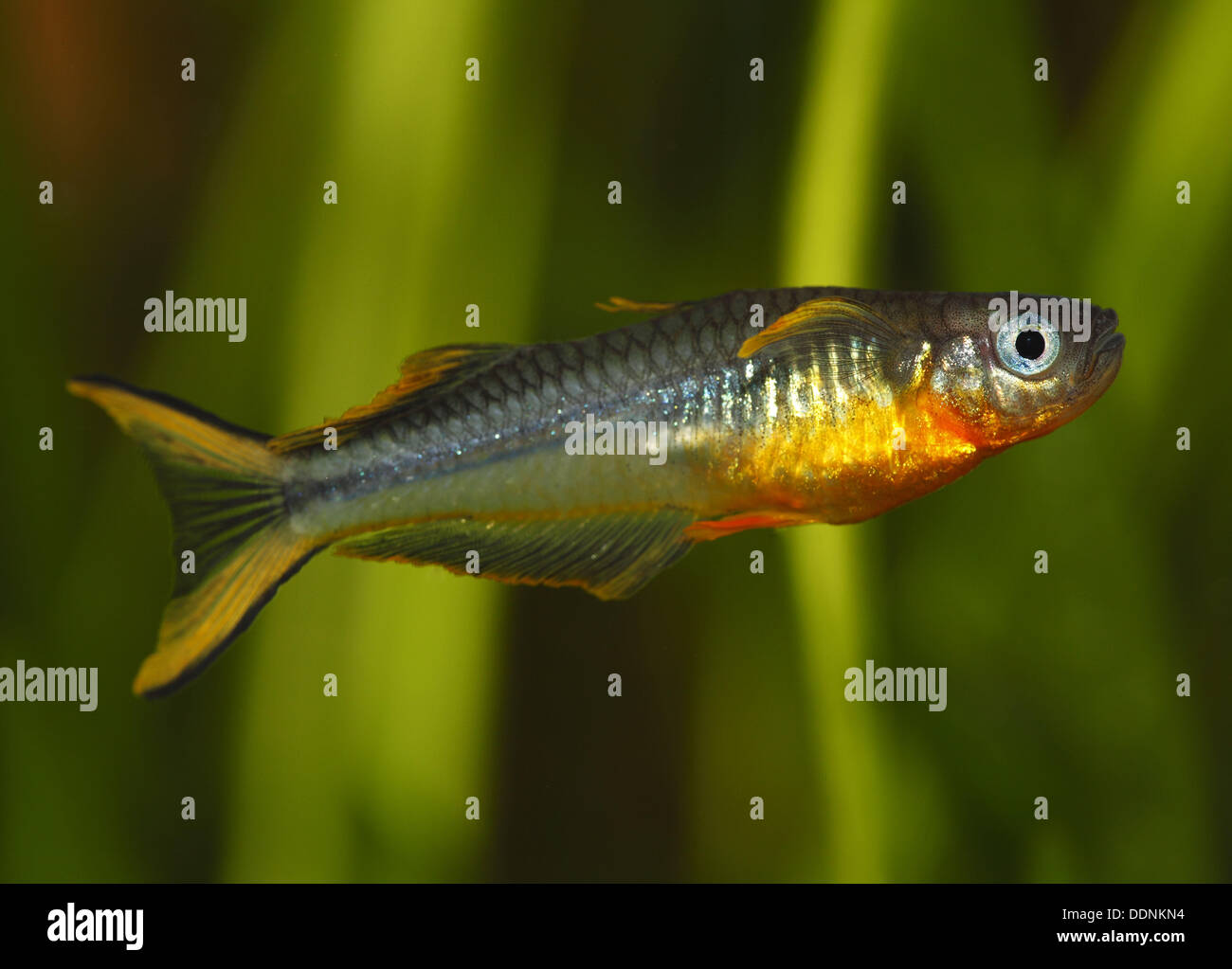 Pseudomugil furcatus hi-res stock photography and images - Alamy