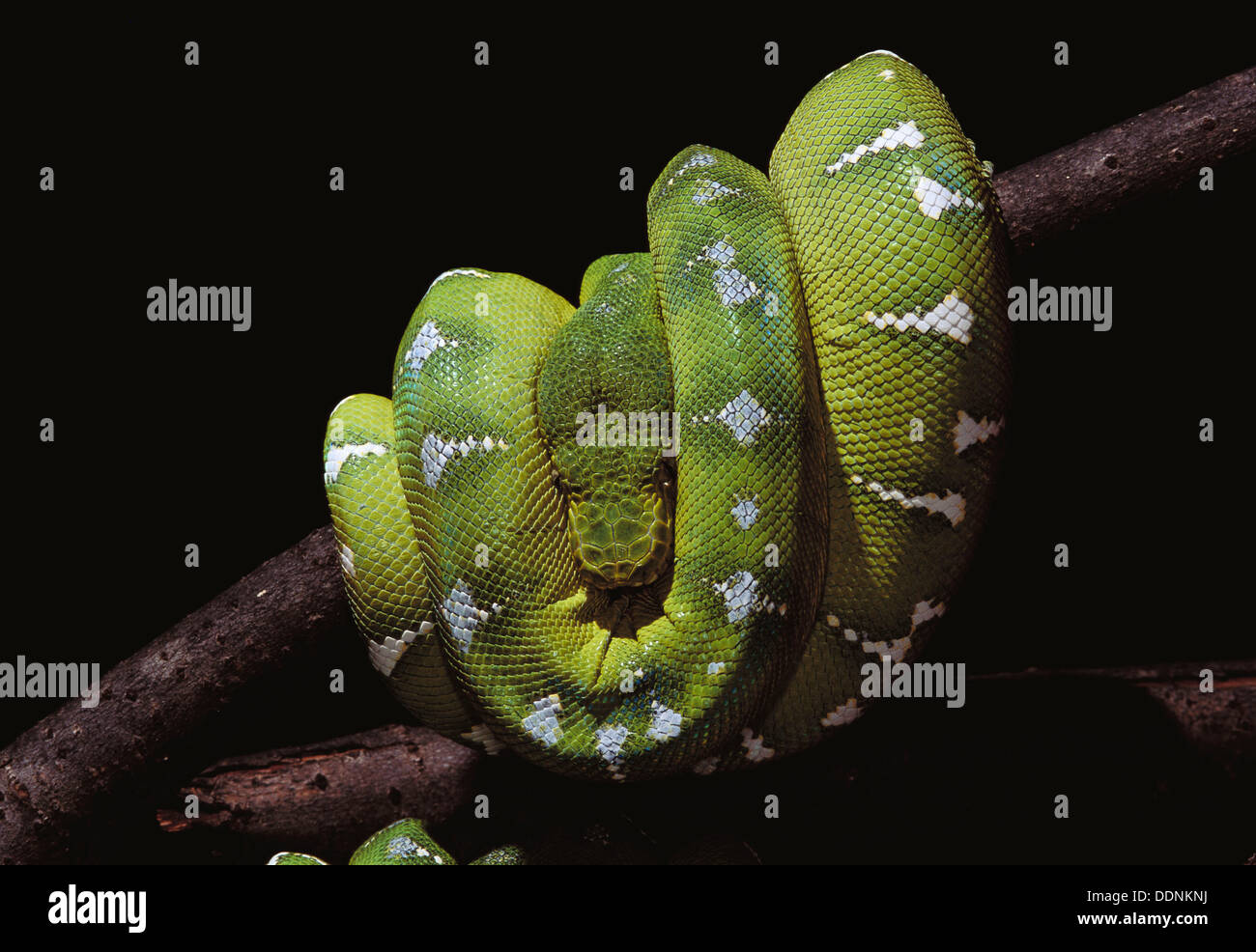 Caninus hi-res stock photography and images - Alamy