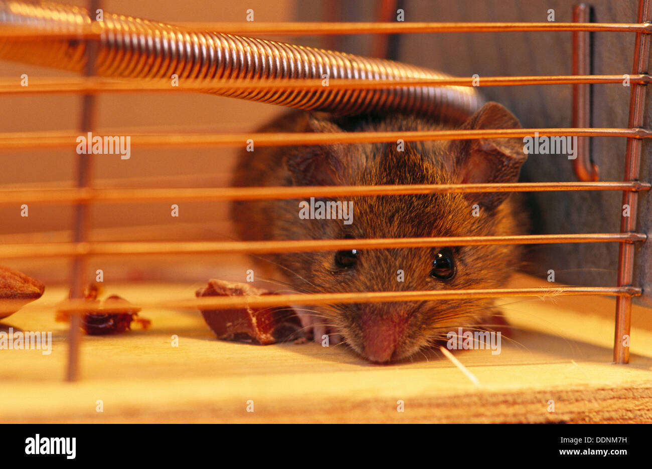 Common Vole (Microtus arvalis) in trap Stock Photo - Alamy