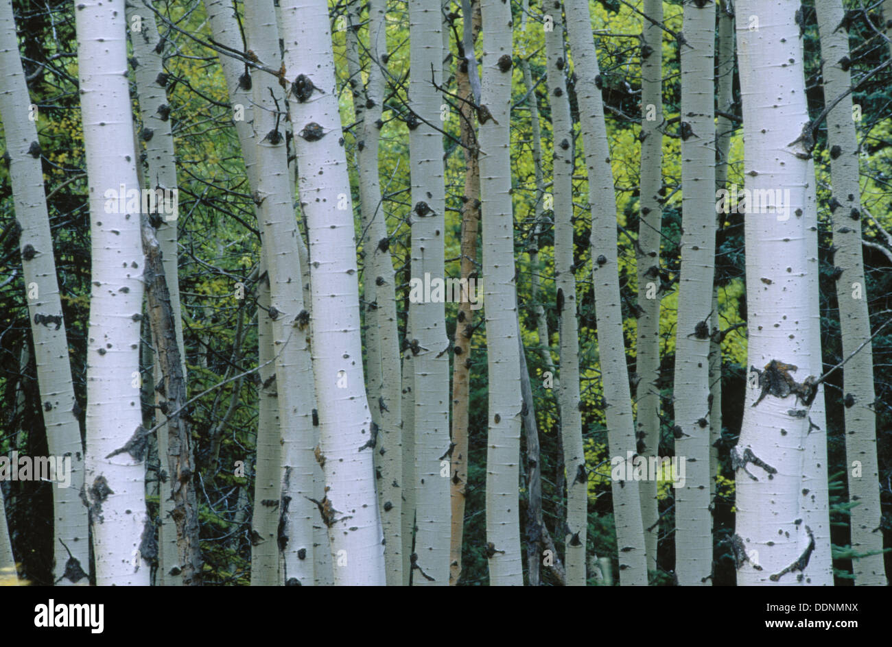 Montane Forest Trees