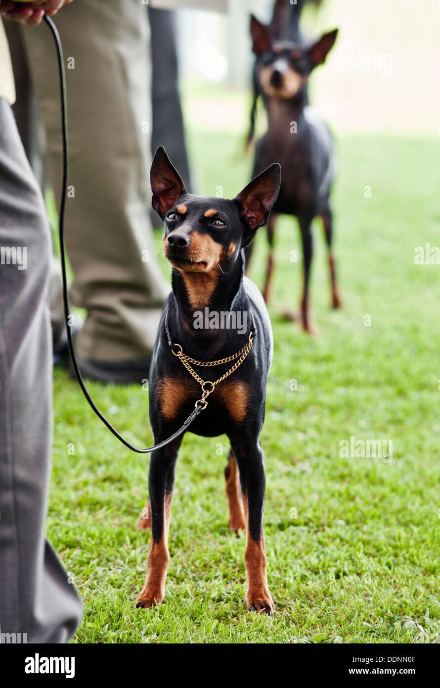 Beauceron dogs at show Stock Photo - Alamy
