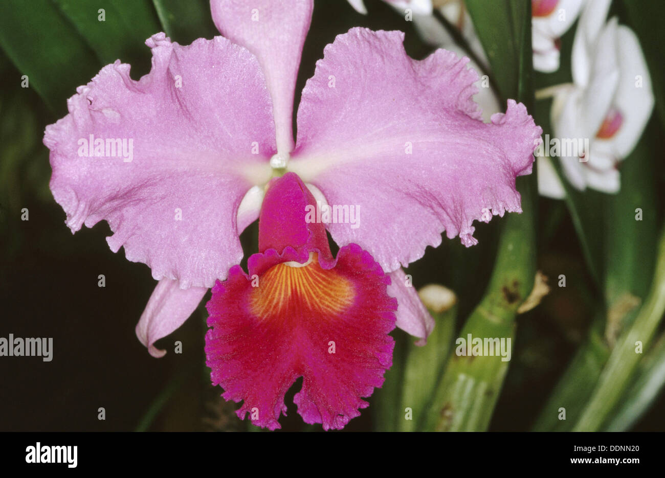 Cattleya Cattleya Sp High Resolution Stock Photography and Images - Alamy