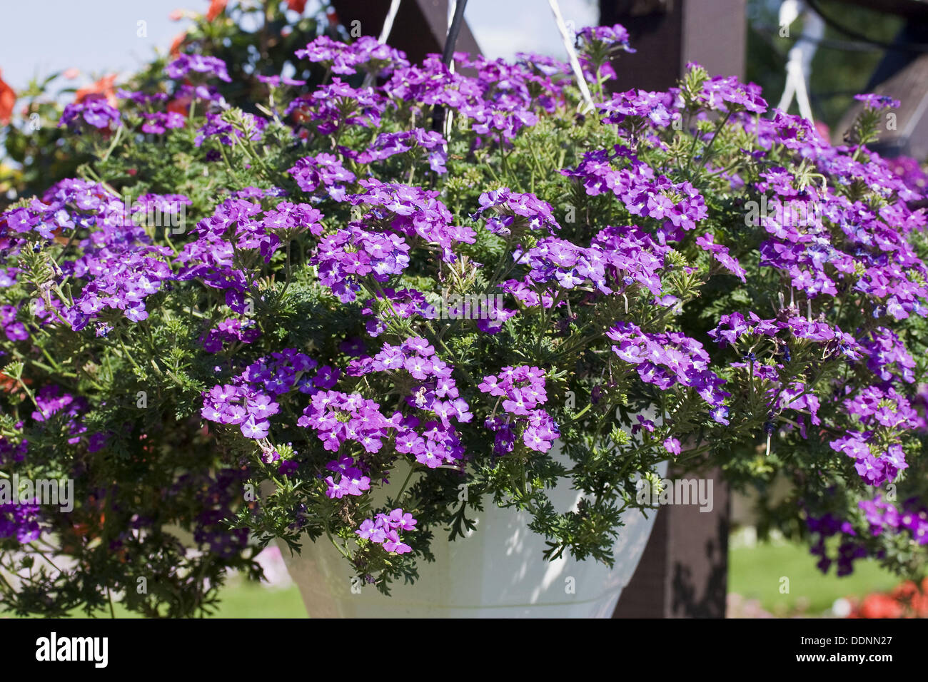 Verbena aztec violet hi-res stock photography and images - Alamy