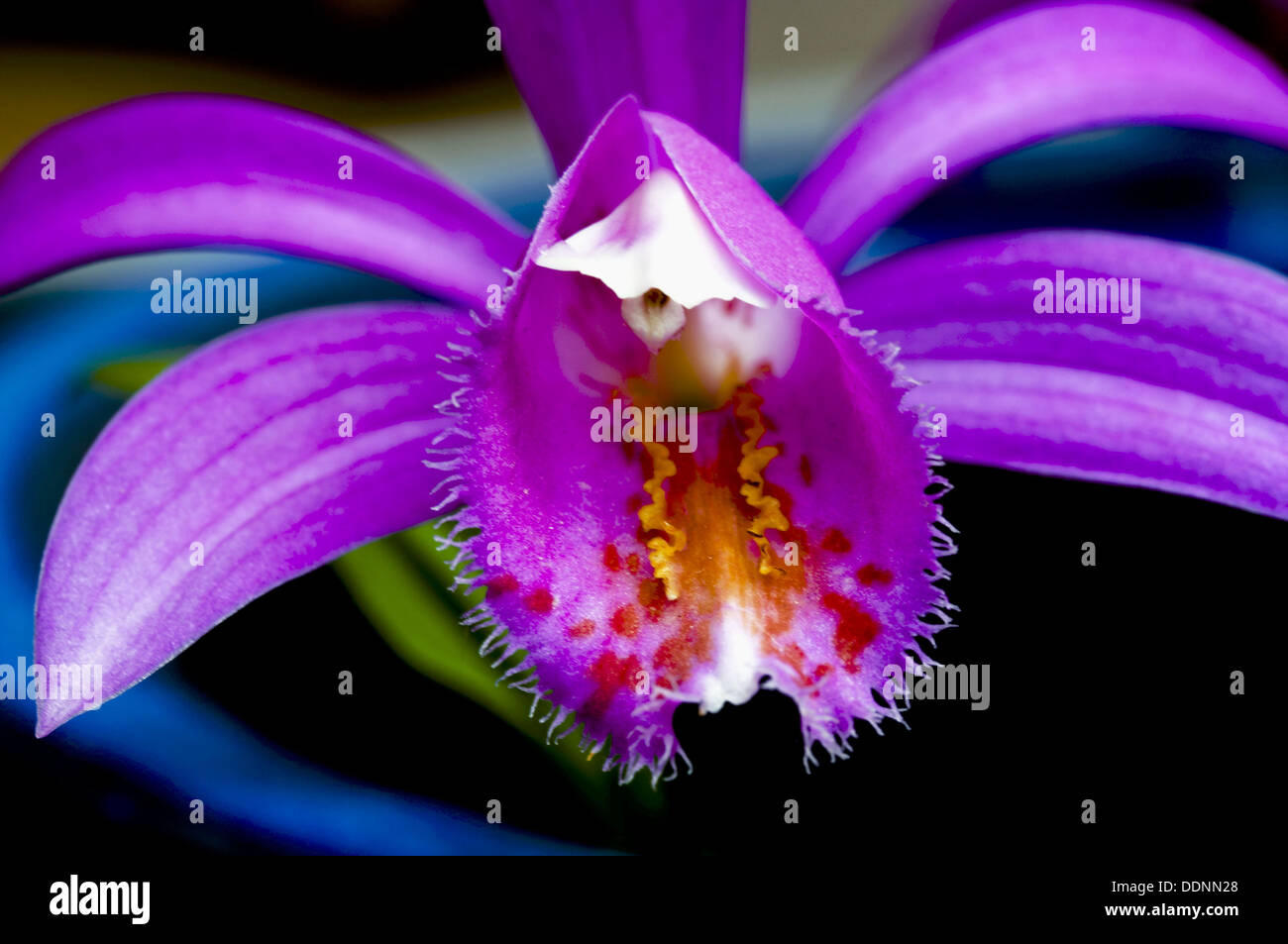 Pleione High Resolution Stock Photography and Images - Alamy