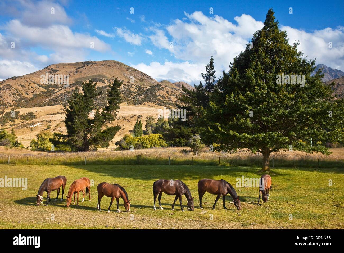 Station horses hi-res stock photography and images - Alamy