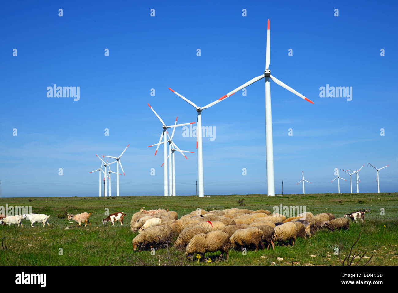 Cattle with wind turbines hi-res stock photography and images - Alamy