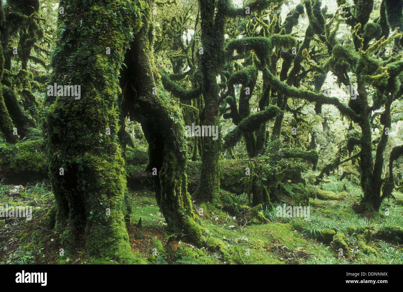 Te Urewera National Park High Resolution Stock Photography and Images ...
