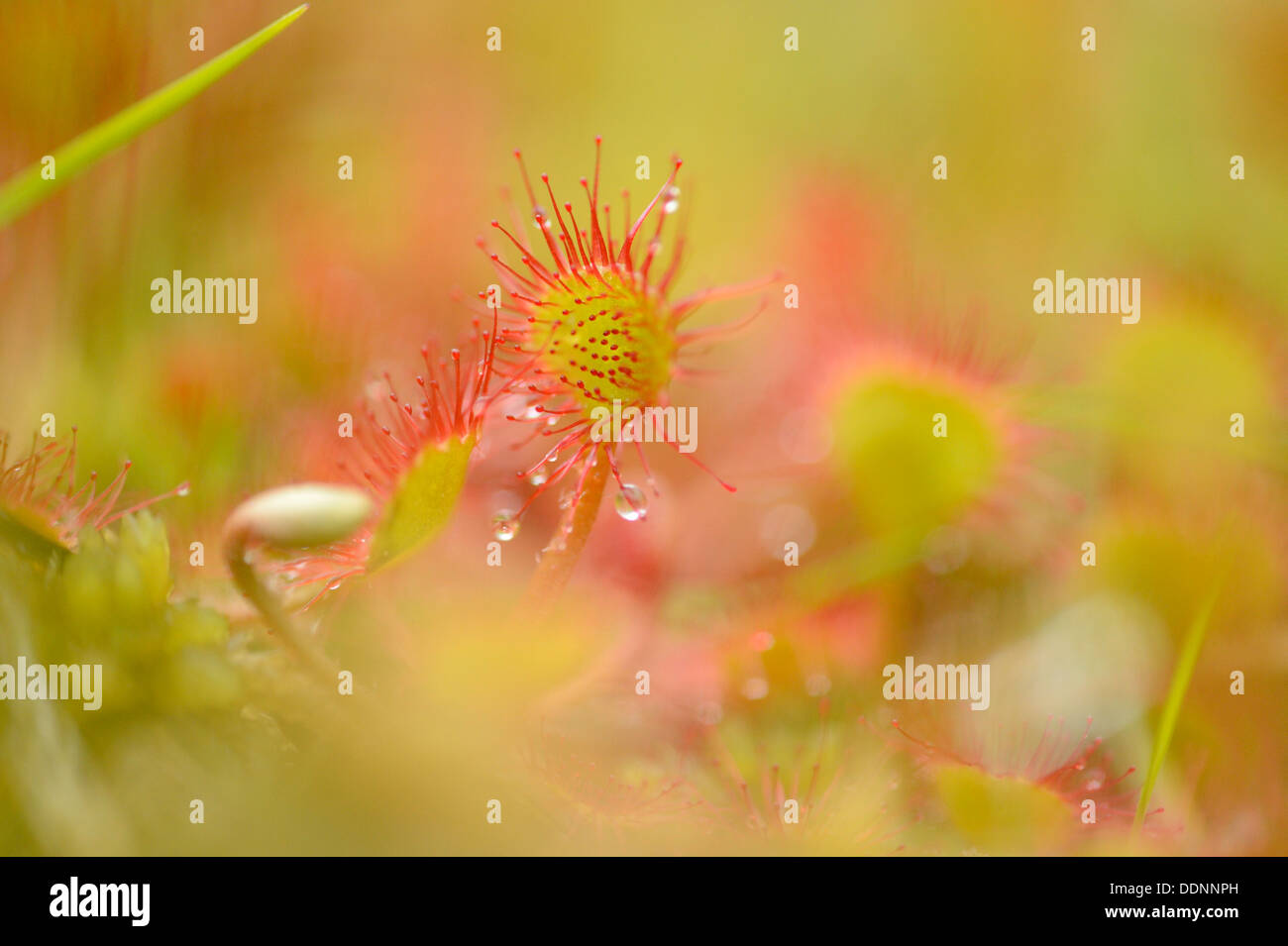 Round-leaved sundew (Drosera rotundifolia) in a moor in spring Stock ...