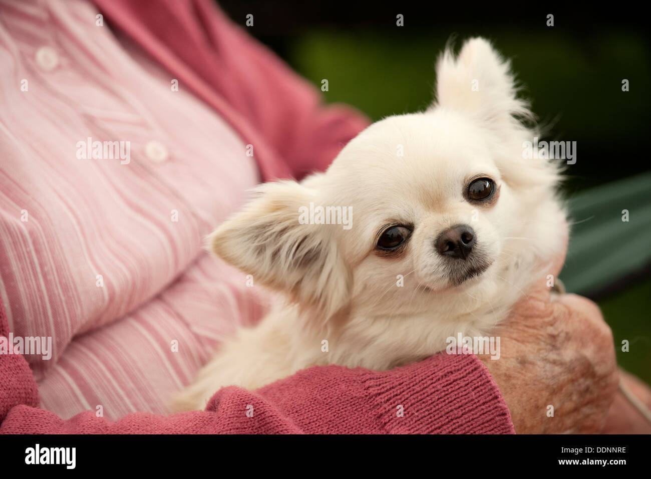 Chihuahua owner hi-res stock photography and images - Alamy