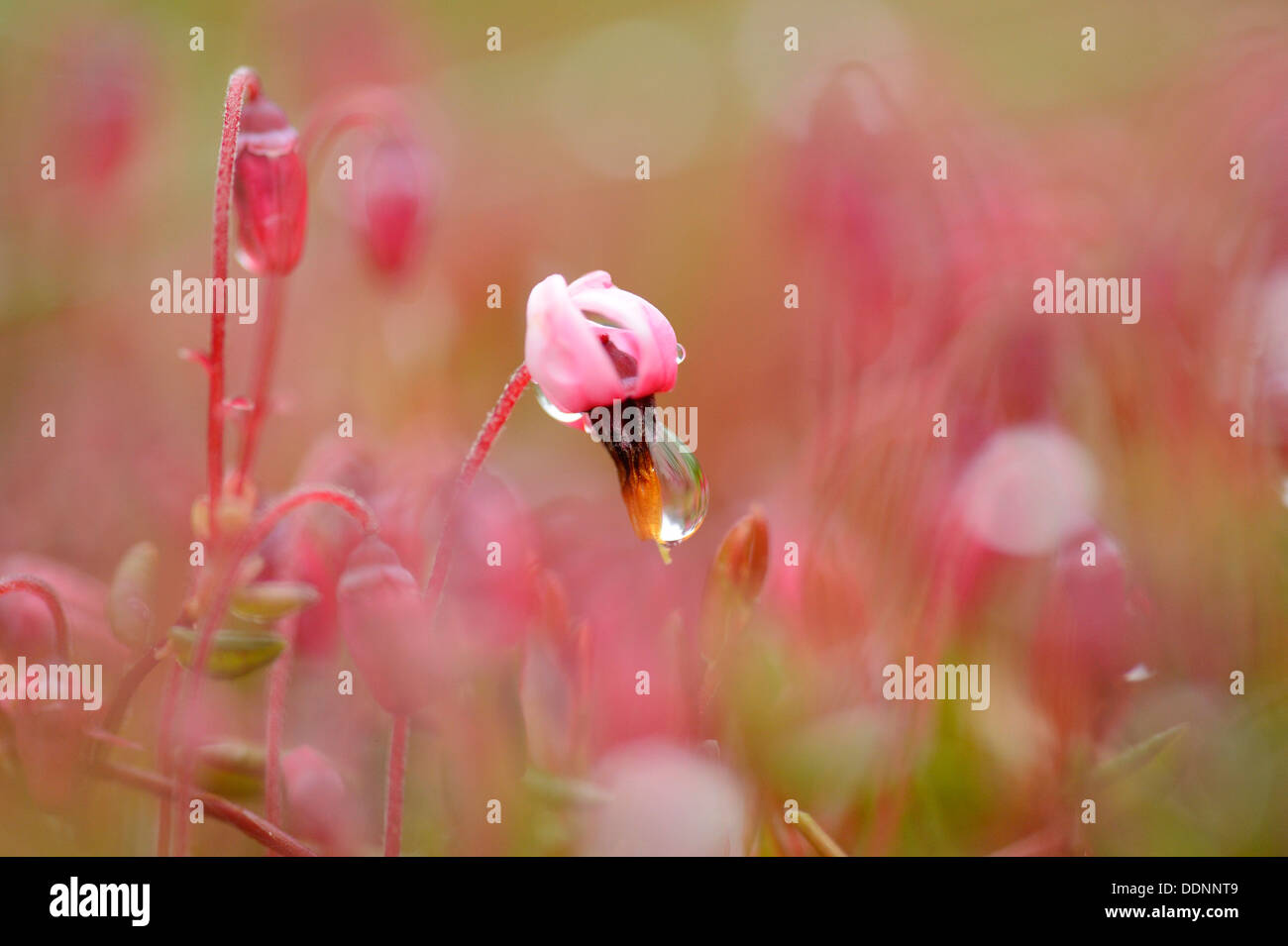Small cranberry (Vaccinium oxycoccos) blossoms in a moor Stock Photo ...