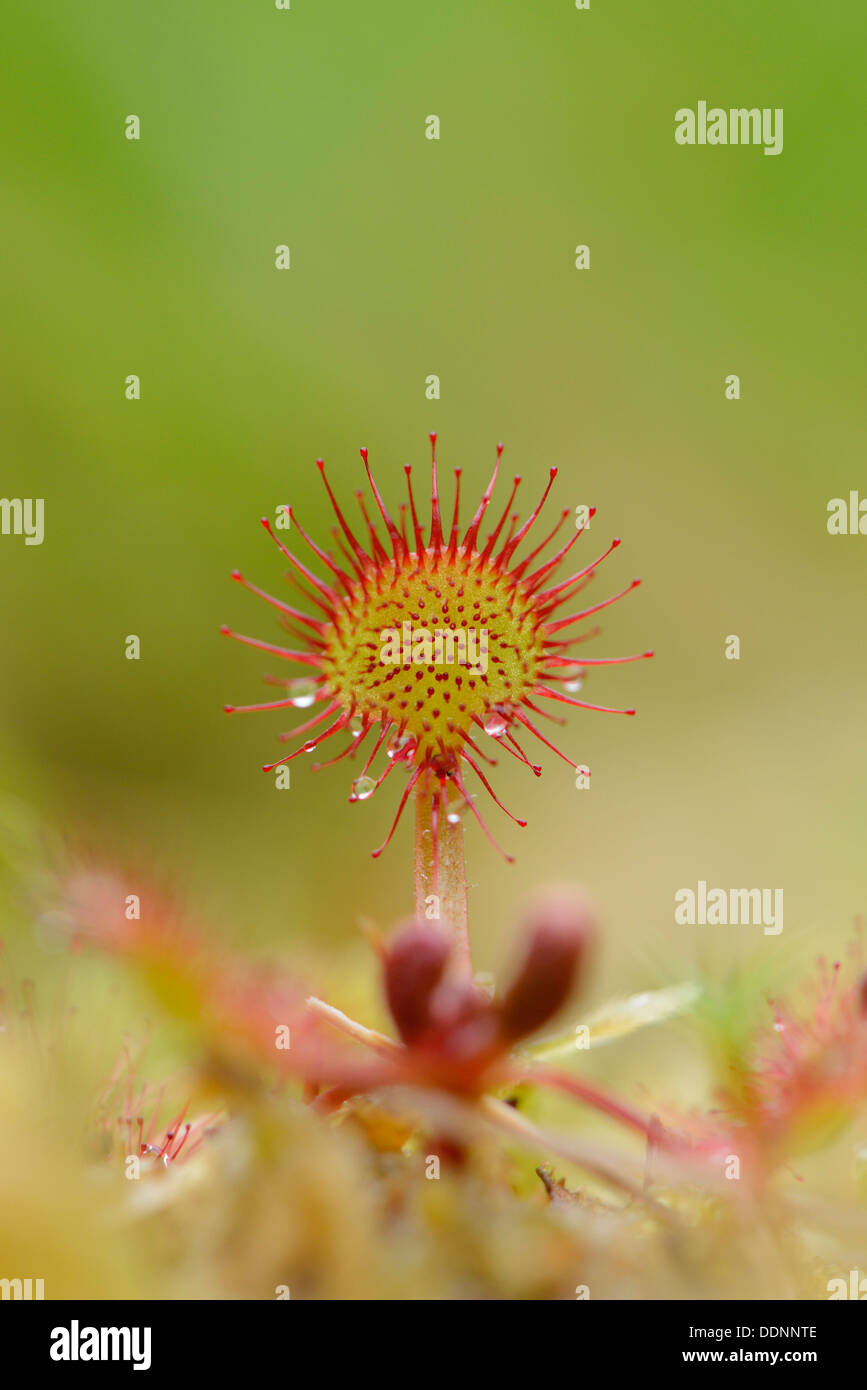 Round-leaved sundew (Drosera rotundifolia) in a moor in spring Stock ...