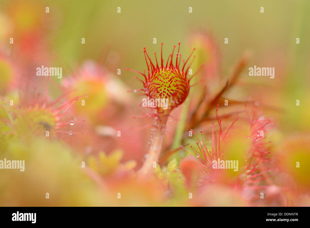 Round-leaved sundew (Drosera rotundifolia) in a moor in spring Stock ...
