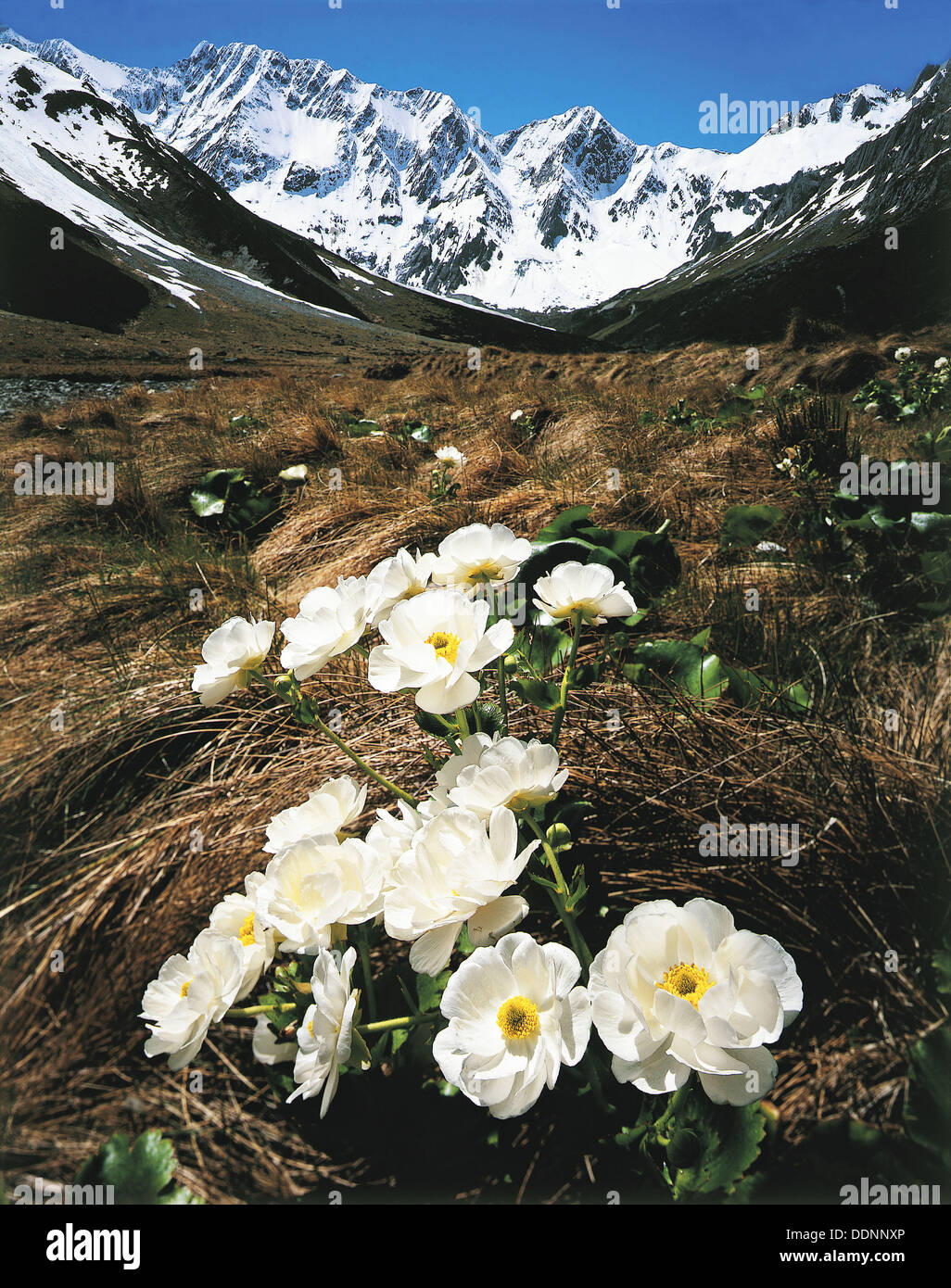 Buttercup lily flower mountain hi-res stock photography and images - Alamy