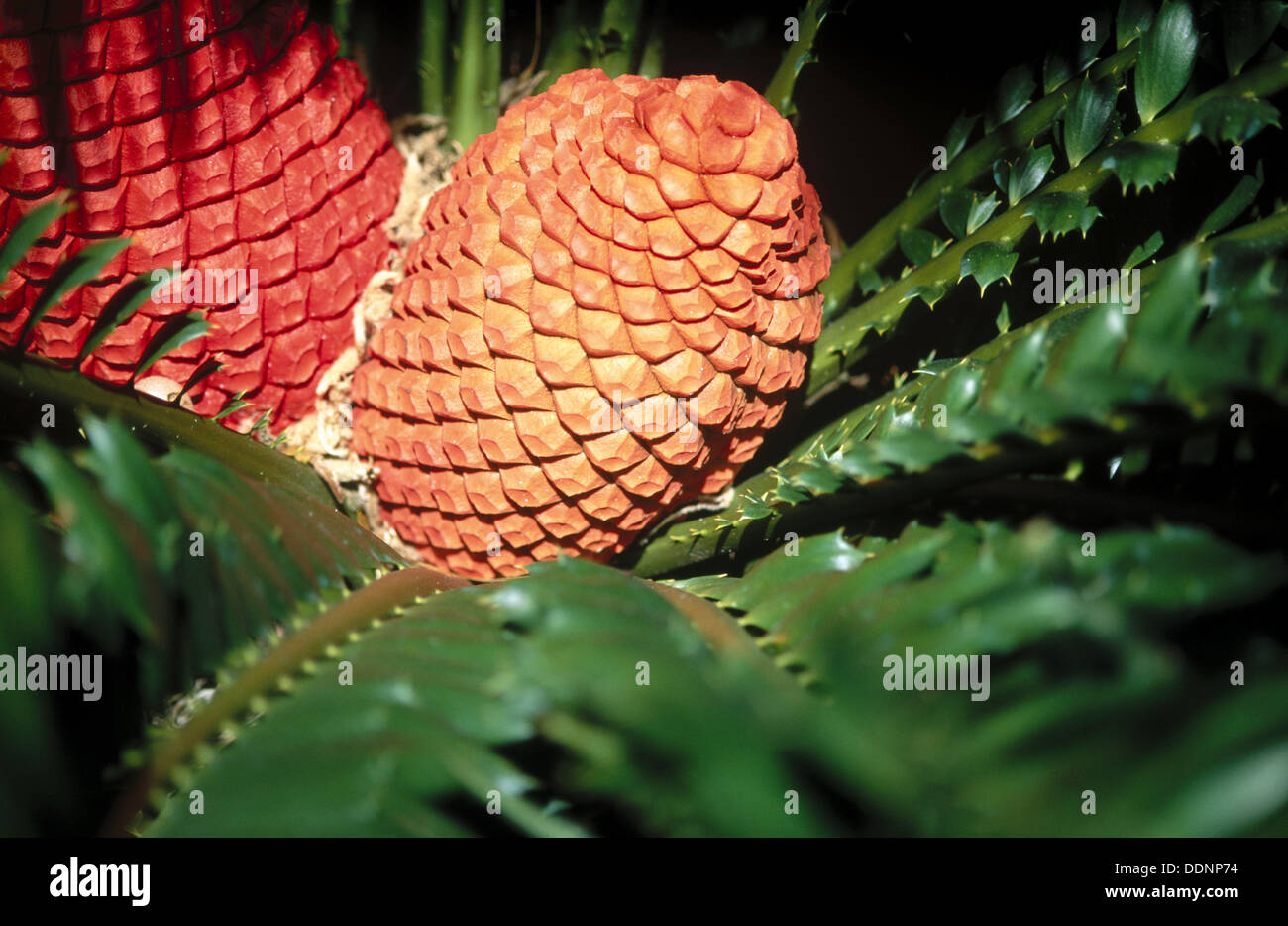 Encephalartos ferox hi-res stock photography and images - Alamy