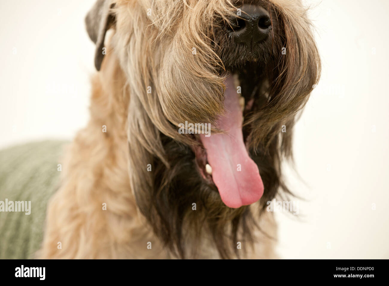 Rough haired hi-res stock photography and images - Alamy