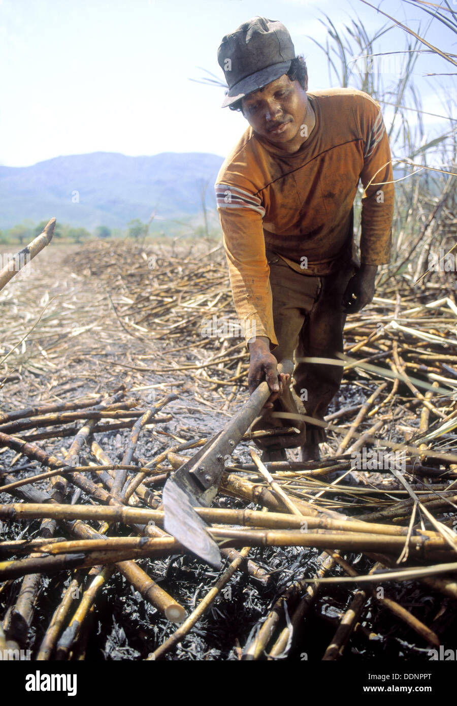 Farmer Cutting Sugar Cane Stock Photos & Farmer Cutting Sugar Cane ...