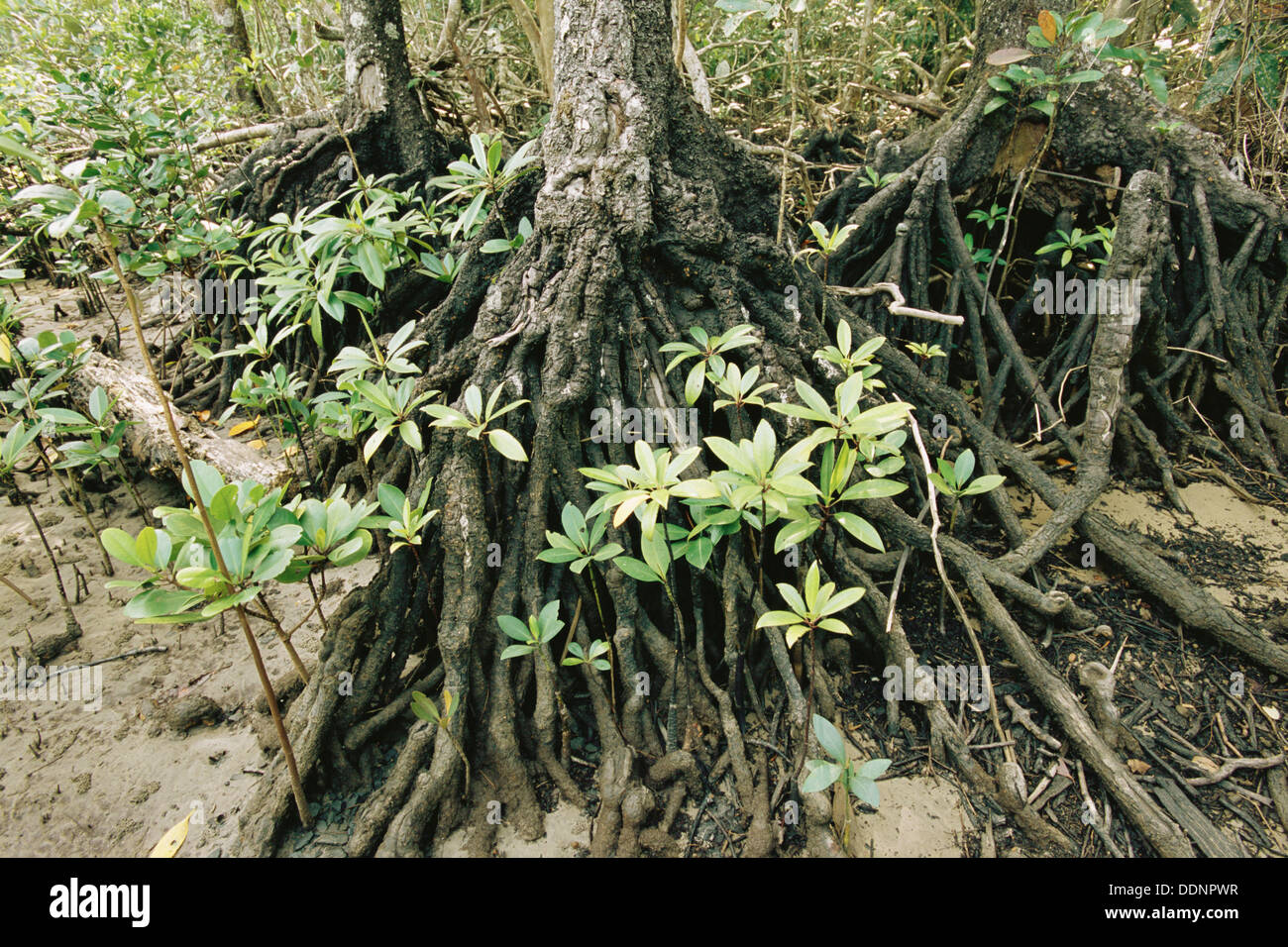Daintree forest locations hi-res stock photography and images - Alamy