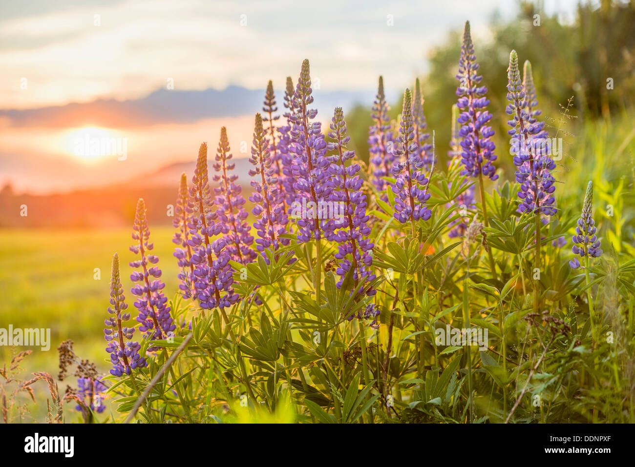 Blue lupins (Lupinus angustifolius) at sunset Stock Photo - Alamy