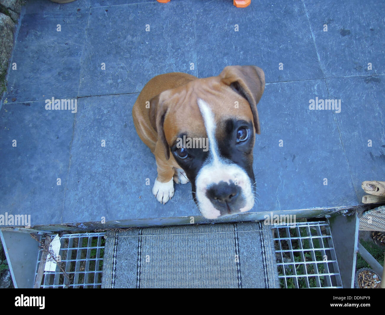 a cute female boxer puppy sitting on floor and looking at you with ...